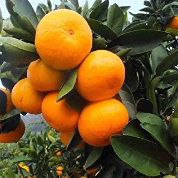 Giant Orange Tree Seeds – Organic Citrus Fruit Tree Seeds for Garden ...