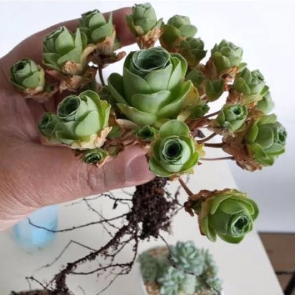 Greenovia Mountain Rose Seeds – Rare Succulent Plant Seeds for Planting ...