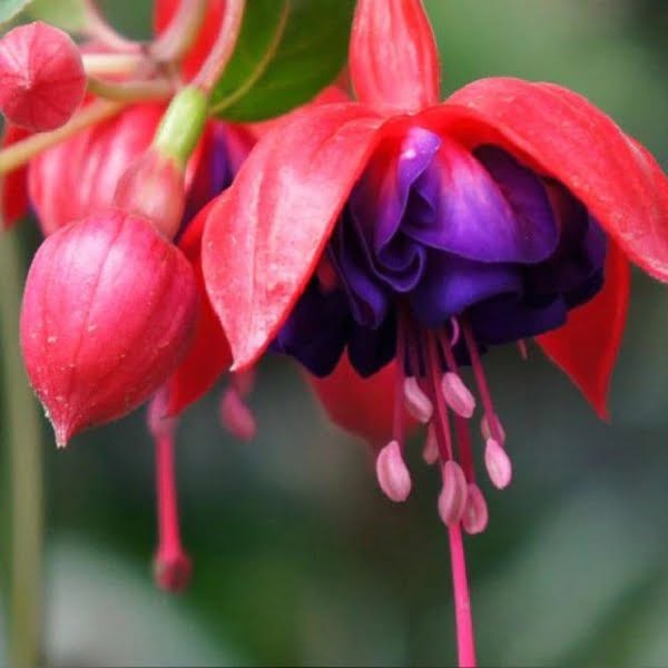 Purple Fuchsia Flower Seeds – Rare Garden Fuchsia Seeds for Planting ...