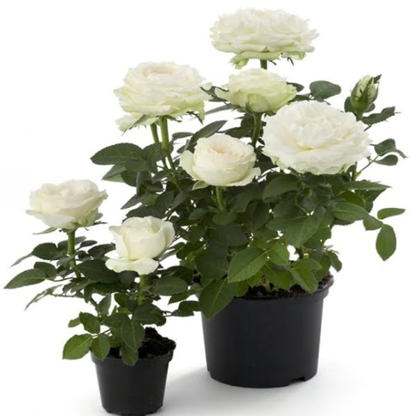White Rose Flower Seeds – Bonsai Balcony Garden Rose Seeds for Home ...