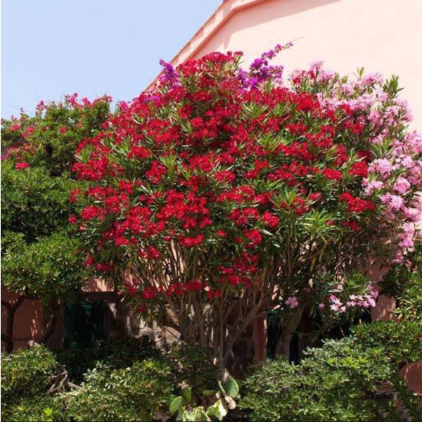 Nerium Oleander Flower Seeds – Ornamental Tree Seeds for Garden ...