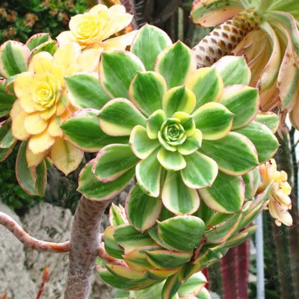 Aeonium Arboreum Atropurpureum Seeds – Rare Black Rose Succulent Seeds ...