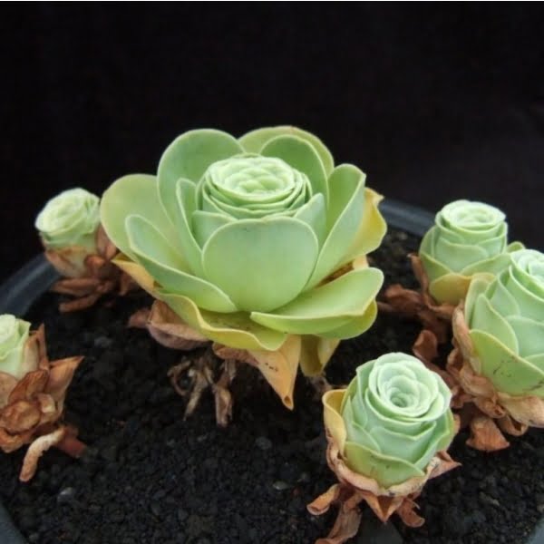 Greenovia Mountain Rose Seeds – Rare Succulent Plant Seeds for Planting ...