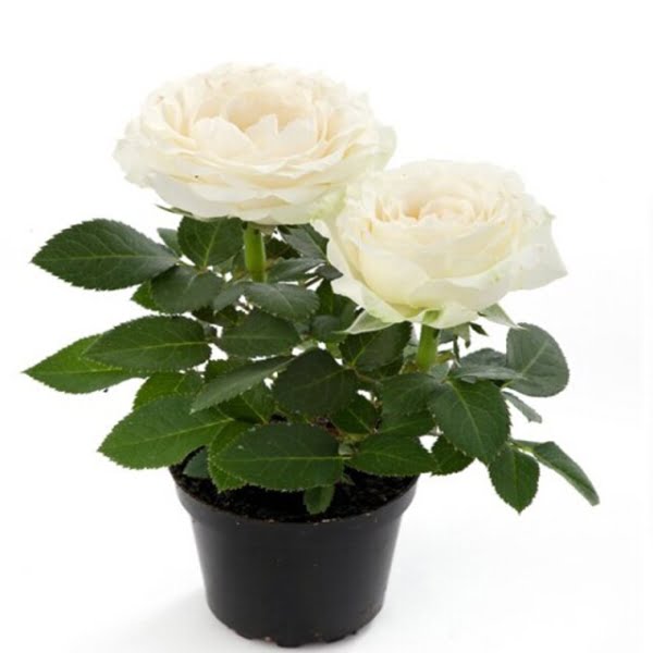White Rose Flower Seeds – Bonsai Balcony Garden Rose Seeds for Home ...