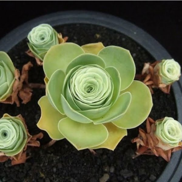 Greenovia Mountain Rose Seeds – Rare Succulent Plant Seeds for Planting ...