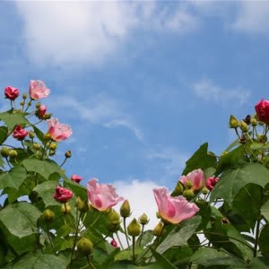 Hibiscus Mutabilis Seeds – Confederate Rose Flower Seeds for Garden ...