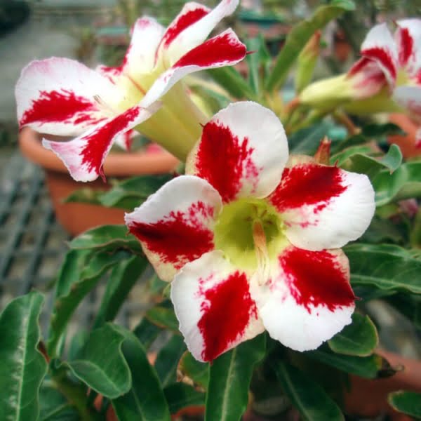 Adenium Obesum Desert Rose Seeds – Multi-Petals Desert Rose Flower ...