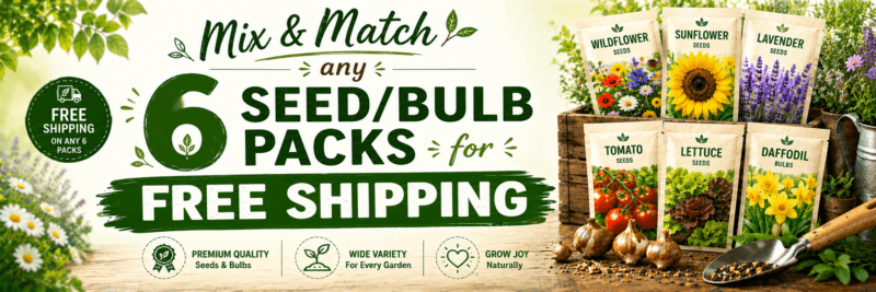 Lily of the Valley Bulb – Bell Orchid Flower Bulb for Garden Planting ...