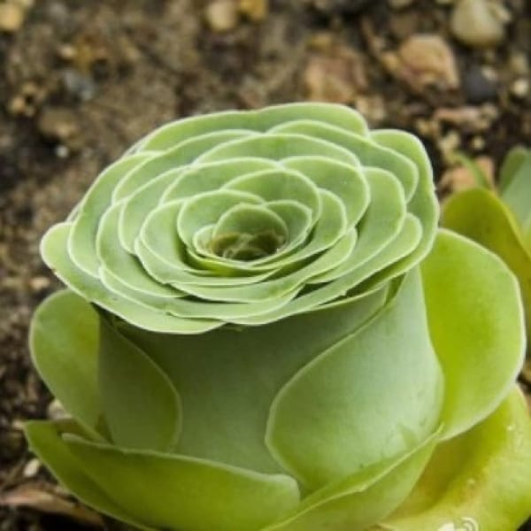Greenovia “Mountain Rose” Succulent Seeds – Rare Succulent Plant Seeds ...