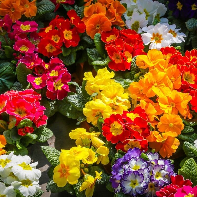 Mixed Primula Malacoides Flower Seeds – Multi-Color Fairy Primrose ...