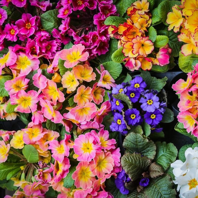 Mixed Primula Malacoides Flower Seeds – Multi-Color Fairy Primrose ...