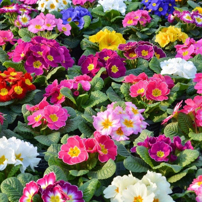 Mixed Primula Malacoides Flower Seeds – Multi-Color Fairy Primrose ...