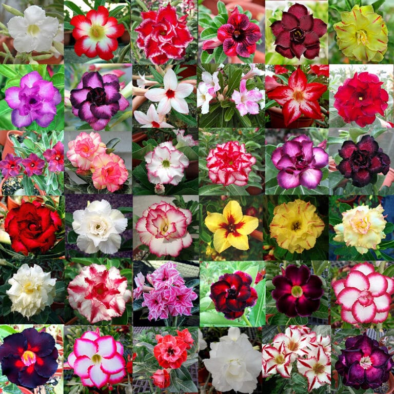 Adenium Obesum Desert Rose Seeds – Desert Rose Flower Seeds for Garden ...