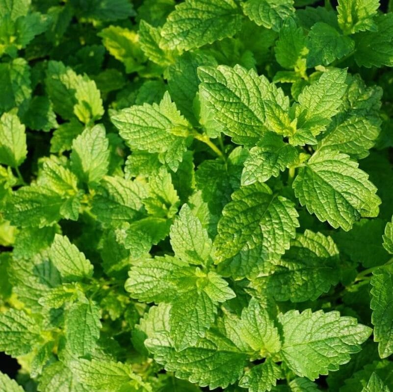 Peppermint Seeds – Herb Garden Mint Seeds for Planting, 100 Seeds Pack ...