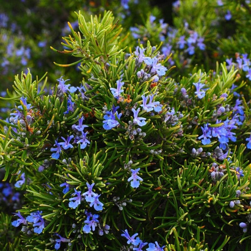 Rosemary Seeds – Herb Garden Plant Seeds for Planting, 100 Seeds Pack ...