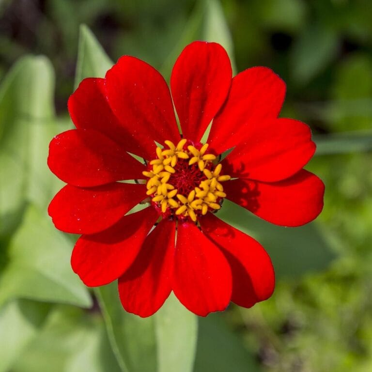 Zinnia “Summer Time Fire” Seeds – Garden Flower Seeds for Planting, 100 ...