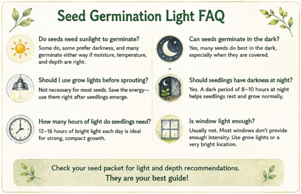 How Much Light Do Seeds Need to Germinate? Complete Beginner Guide ...